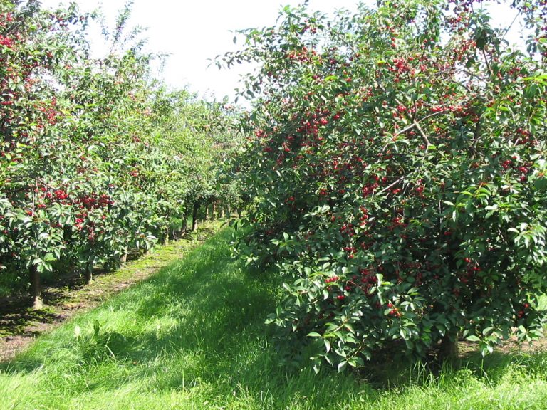 Home - Freshzone Kft.