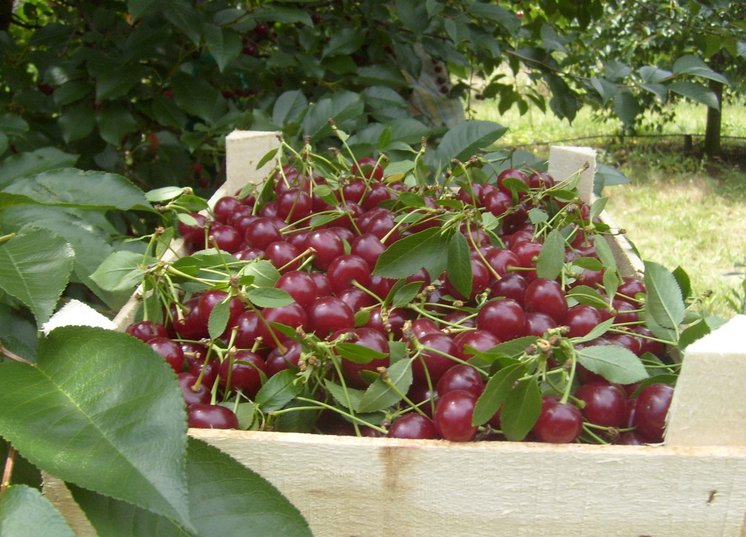 Home - Freshzone Kft.