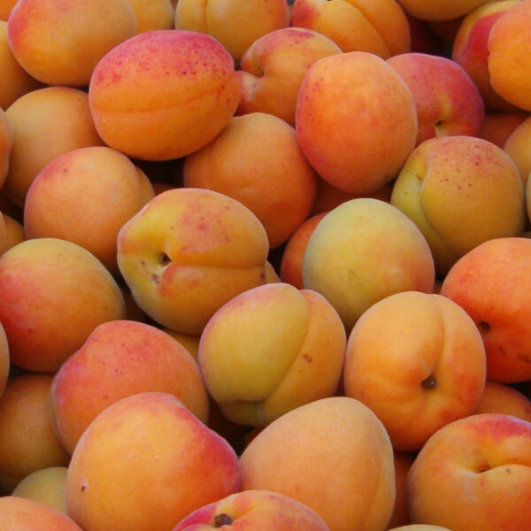 Fresh vegetables & fruits - Freshzone Kft.