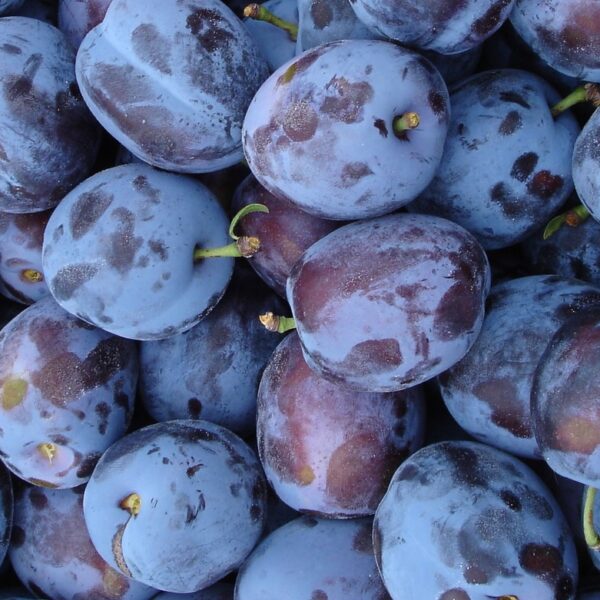 Fresh vegetables & fruits - Freshzone Kft.