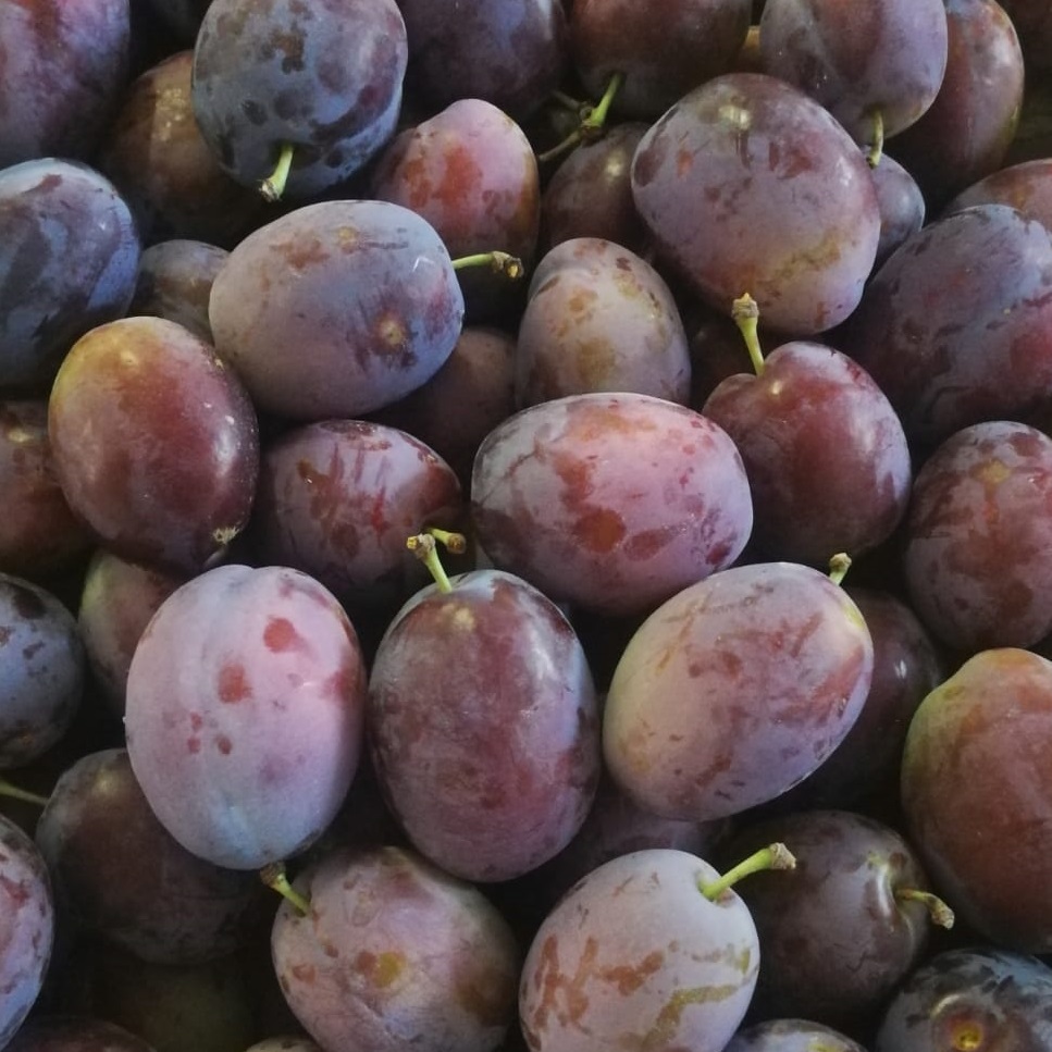 PLUM - Freshzone Kft.